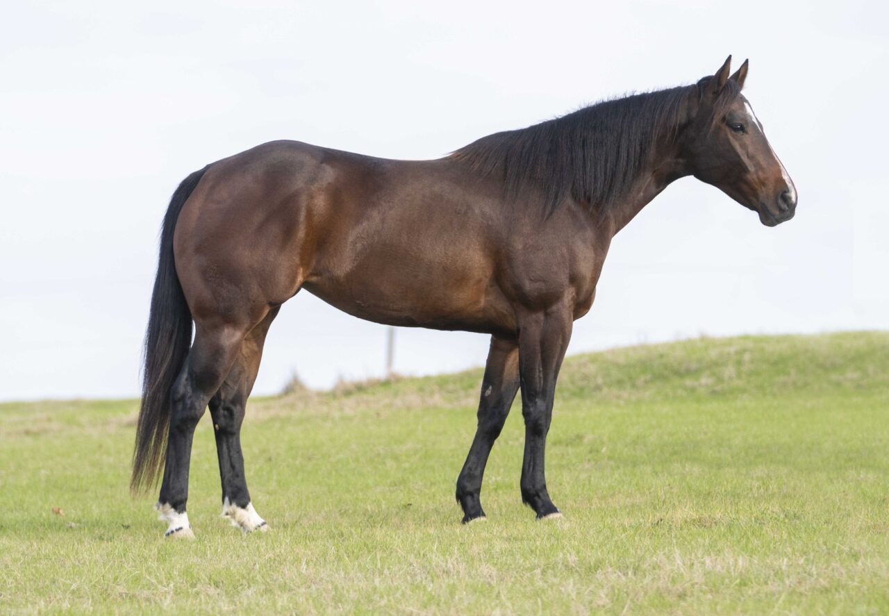 Maternal Merits - Southern Ranches
